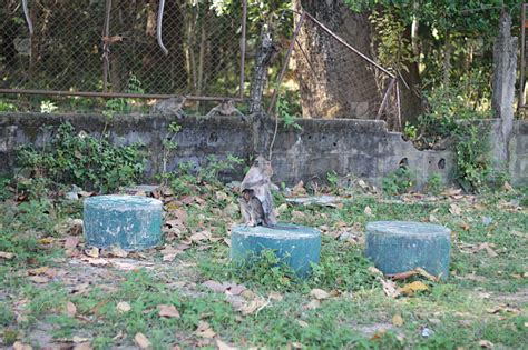 猴妈妈和猴宝宝的纯爱。