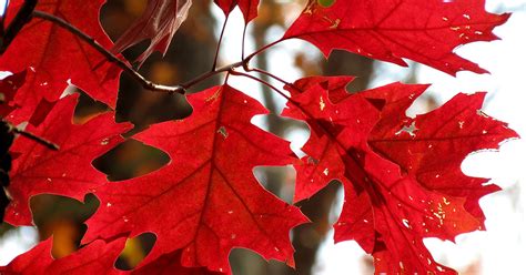 Trees With Red Fall Leaves The Garden Magazine