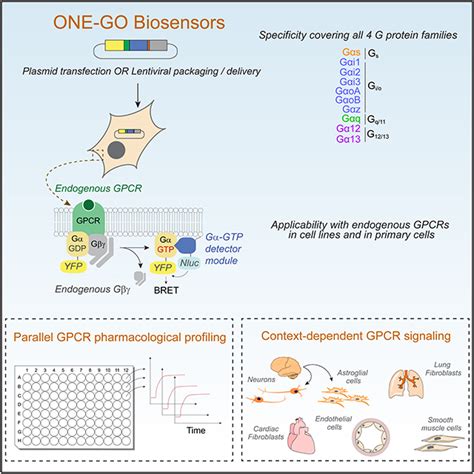 Direct Interrogation Of Context Dependent Gpcr Activity With A Universal Biosensor Platform Pmc