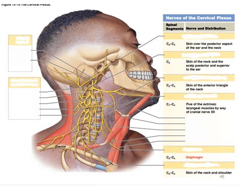 Cervical Plexus Cervical Plexus Formation Branches Communicating