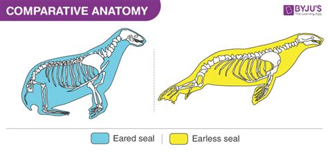 Comparative Anatomy Analogous And Homologous Structures