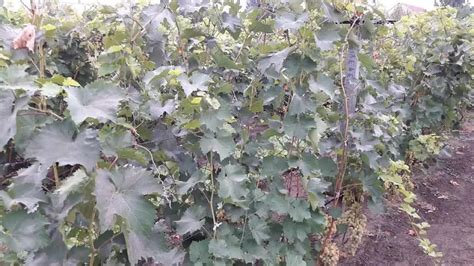 Как бороться с пожелтением листьев винограда Русская дача ВКонтакте