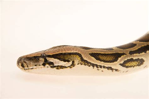 Ani097 00270 Joel Sartore