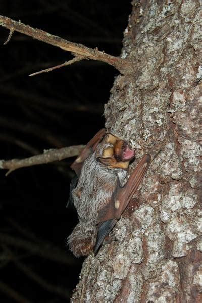 Bat Contributions To Science Your Connection To Wildlife