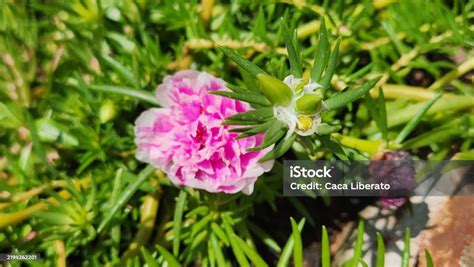 Portulaca의 이중 잡색 꽃 분홍색과 흰색 음영의 아름다움 블렌딩된 꽃잎의 매력 넘치는 아름다움 분홍색과 흰색의 이중 꽃 겹겹이 피어난 꽃에 혼합된 색상의 매력 색상과