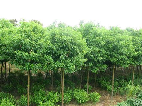 杜英 形态展示二 湖南泽熙林业香樟树基地