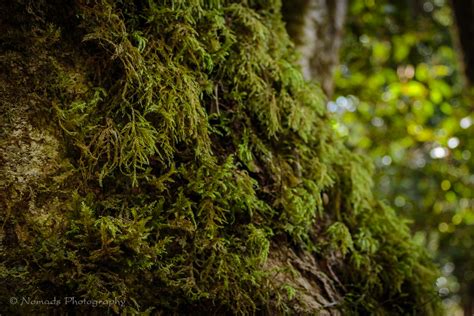 Treebeard Mosses Are Small Flowerless Plants That Typicall Flickr
