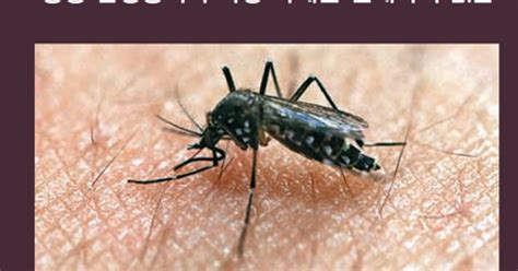 지카 바이러스 공포 확산대한항공 발생국행 항공권 환불수수료 면제