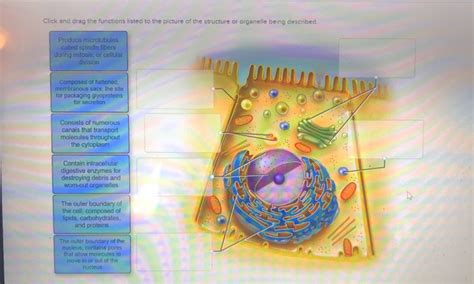 solved click and drag the functions listed to the picture of