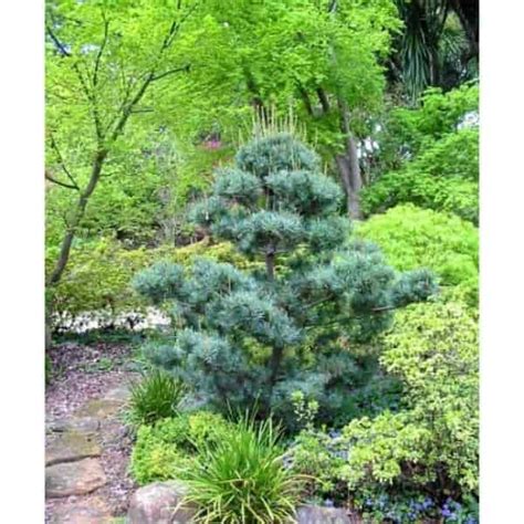 Pinus Parviflora Glauca Dwarf Japanese White Pine