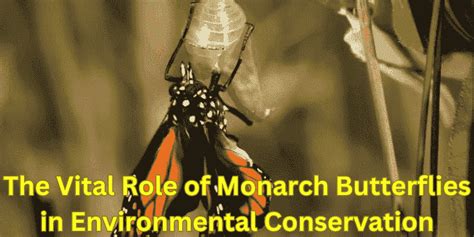 The Vital Role Of Monarch Butterflies In Environmental Conservation