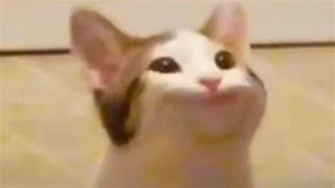 고양이 밈 짤 인터넷의 새로운 귀염둥이를 만나보세요 [클릭해서 확인해보세요]