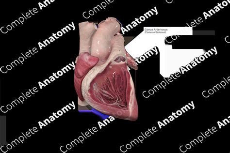 Conus Arteriosus