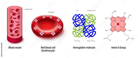 Hemoglobin Heme