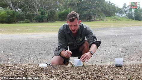 Plague Of Funnel Web Spiders Could Unleash In Nsw Floods Daily Mail