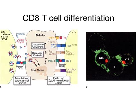 PPT Cellular And Molecular Immunology Peripheral B And T Cell Differentiation PowerPoint