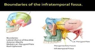 TEMPORAL AND INFRATEMPORAL REGIONS Pptx TEMPORAL AND INFRATEMPORAL REGIONS Pptx