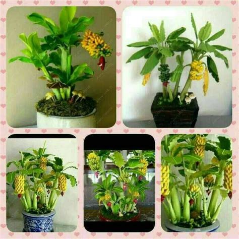 Jual Biji Benih Bibit Tanaman Pisang Mini Bonsai Pupuk Sayur Obat