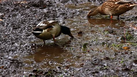 Ducks Looking For Food In The Mud Stock Footage Video 1988038