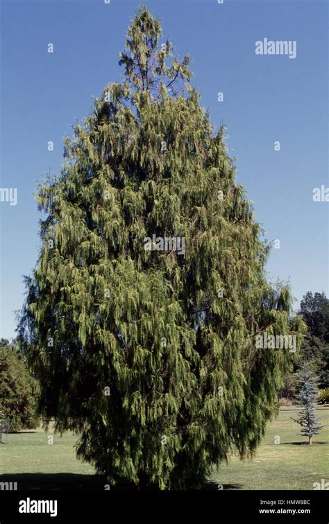 Weeping Cypress