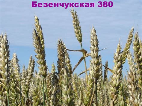 Озимая пшеница презентация онлайн