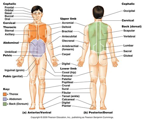 Regions Of The Body Diagram 9 Regions Of The Body And Organs
