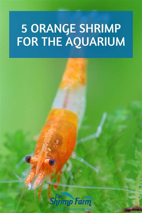 Orange Shrimp Aquarium 5 Beautiful Orange Shrimp The Shrimp Farm