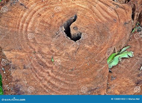 Log Texture Royalty Free Stock Image 130851832