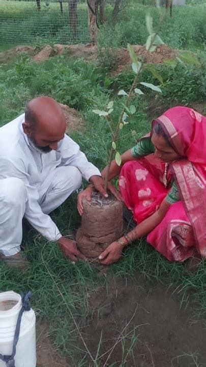 शादी की सालगिराह पर बरगद का पेड़ लगाया। 🌱planting Banyan Tree