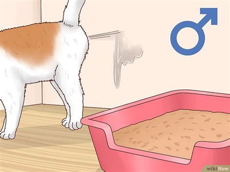 How To Determine The Sex Of A Kitten