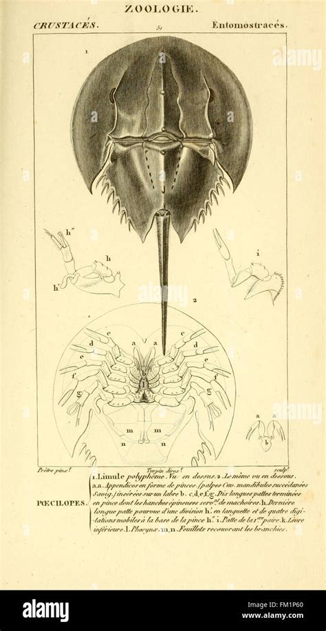 An Illustration From General Considerations On The Class Crustacea Depicting Various