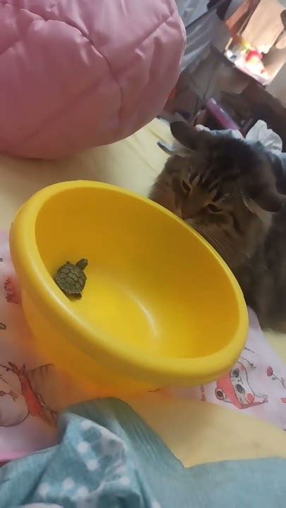 чо с мордой😿 Youtube