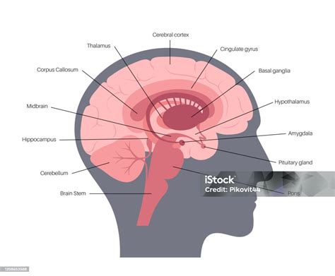 Konsep Anatomi Otak Ilustrasi Stok Unduh Gambar Sekarang Korteks