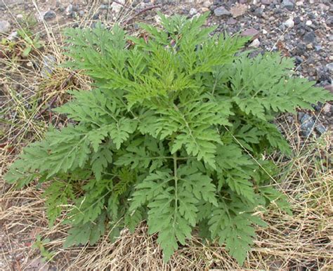 Vegetable Ragweed Common Center For Agriculture Food And The