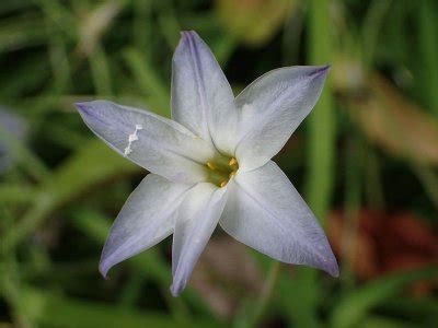 ハナニラ 熊本大学薬学部薬用植物園 薬草データベース