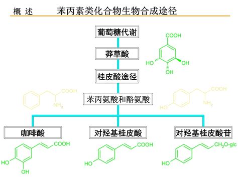 《天然药物化学》第三章苯丙素类