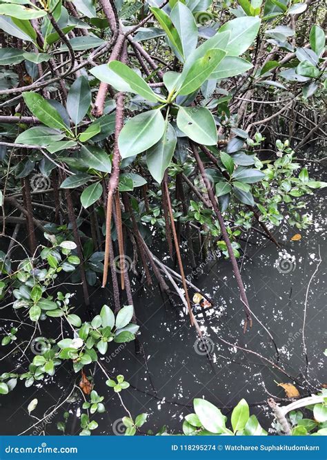 Root Of Rhizophora Mucronata Or Loop Root Mangrove Or Red Mangrove Or