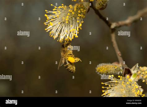 European Honey Bee Western Honey Bee Apis Mellifera Apis Mellifica Worker Collecting Pollen