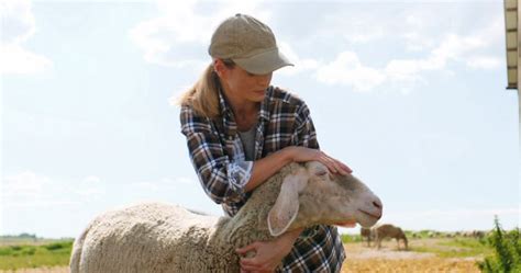Sheep Wormer Guide Medications Dosage Schedule And More