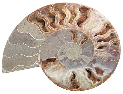 Download Ammonite Fossil Cross Section Wallpaper
