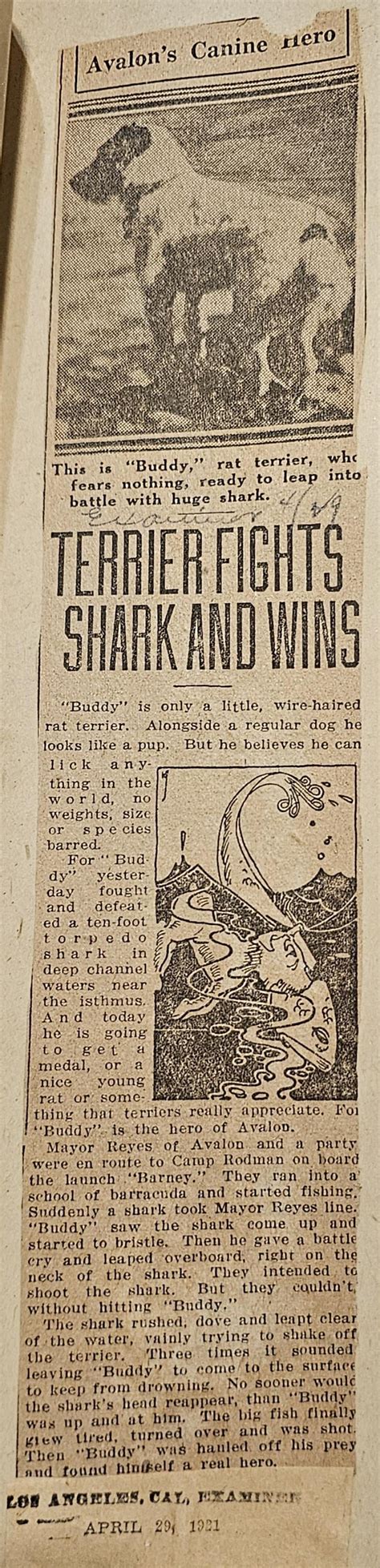 Terriers Fights Shark And Wins 1921 Article Rmademesmile