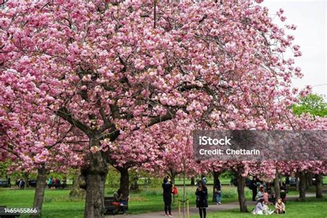 그리니치 공원의 자연 경관 런던의 벚꽃 애비뉴 영국에서 꽃을 볼 수있는 최고의 장소 중 하나 런던 잉글랜드에 대한 스톡 사진 및 기타 이미지 Istock