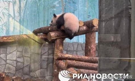 首只在俄罗斯出生的大熊猫“喀秋莎”与游客见面生活宝宝动物园