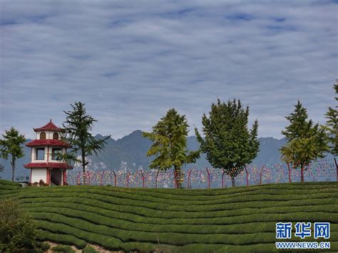 俯瞰湖北鹤峰木耳山万亩茶园 新华网客户端