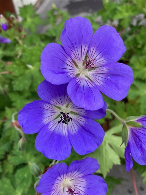 Geranium Rozanne
