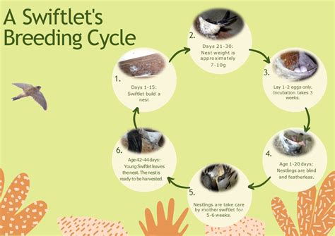A Swiftlets Breeding Cycle JinYi Group