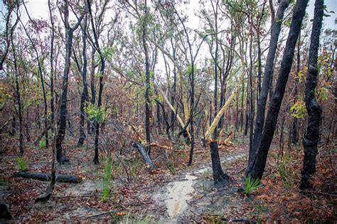 Hutan Semak Sydney Pulih Dari Kebakaran Hutan Foto Stok Unduh Gambar