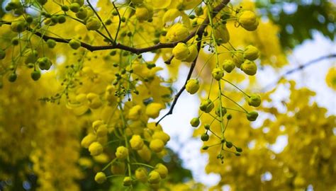 9 Beneficios Y Propiedades De La Cassia Plantasyflorespro