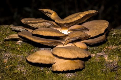 Pilze Braun Lamellen Kostenloses Foto Auf Pixabay