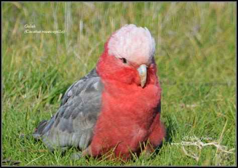 Galah Birdforum Opus Birdforum